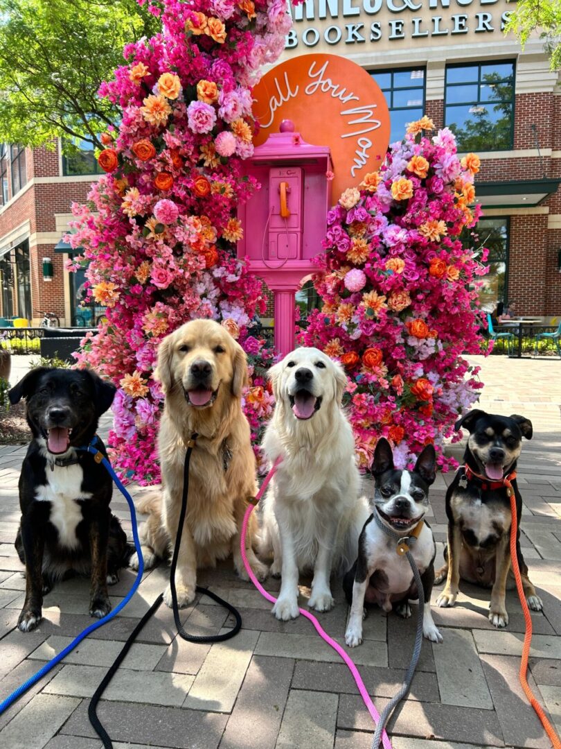 Doggy Day Care Services - HAPPY PACK DOG CARE LLC