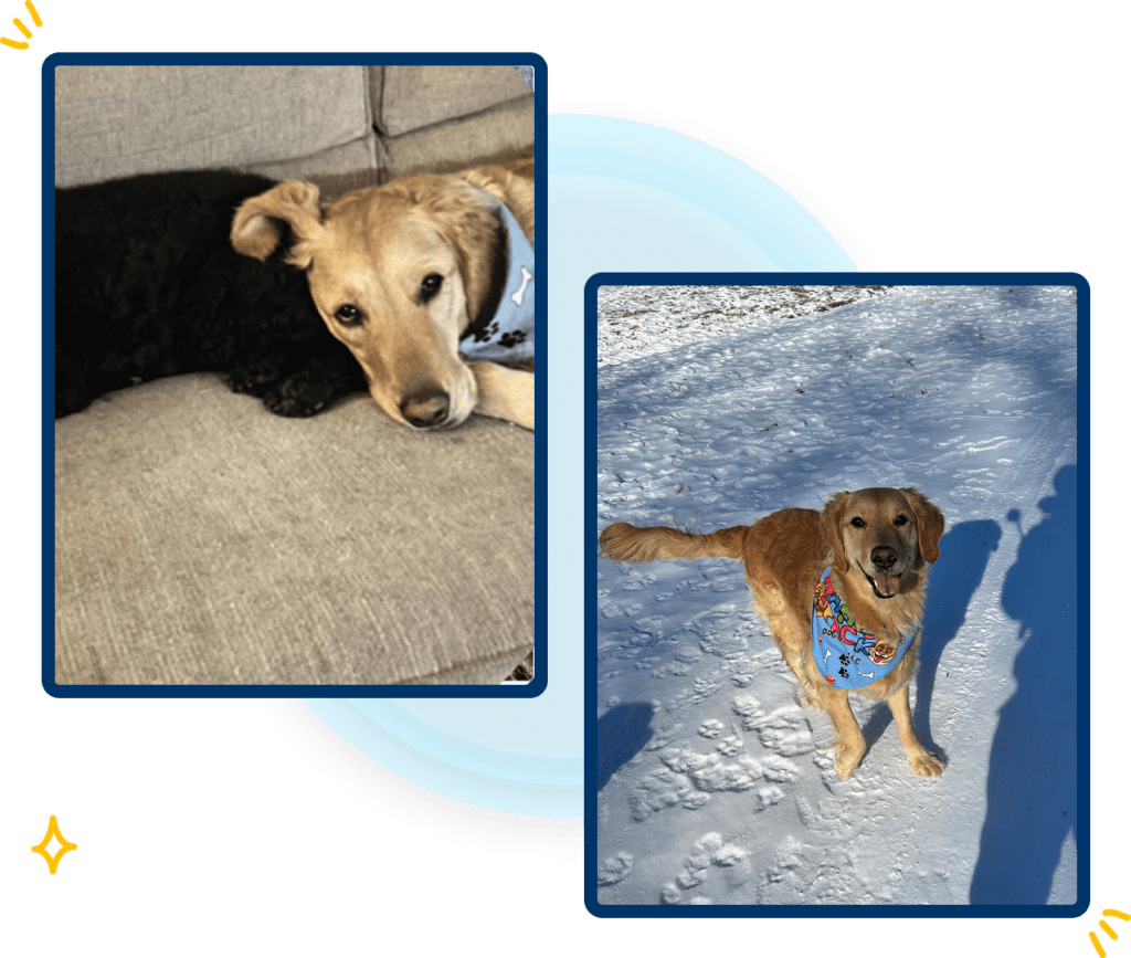Doggy Day Care Services - HAPPY PACK DOG CARE LLC